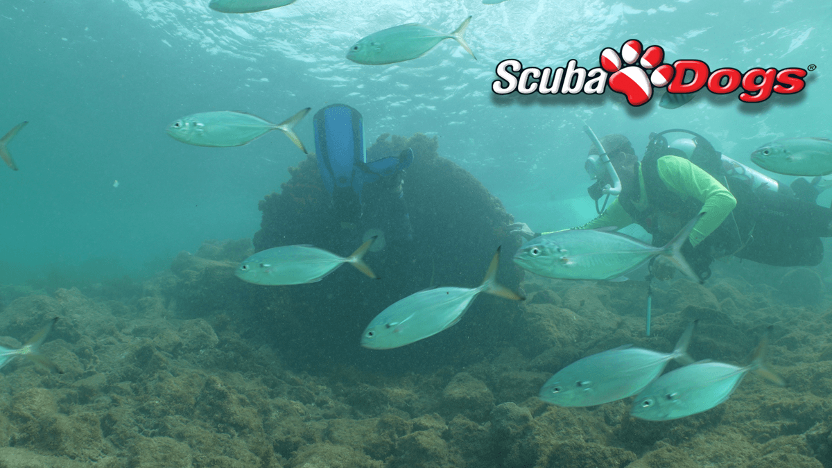Scuba Tours - Scuba Dogs